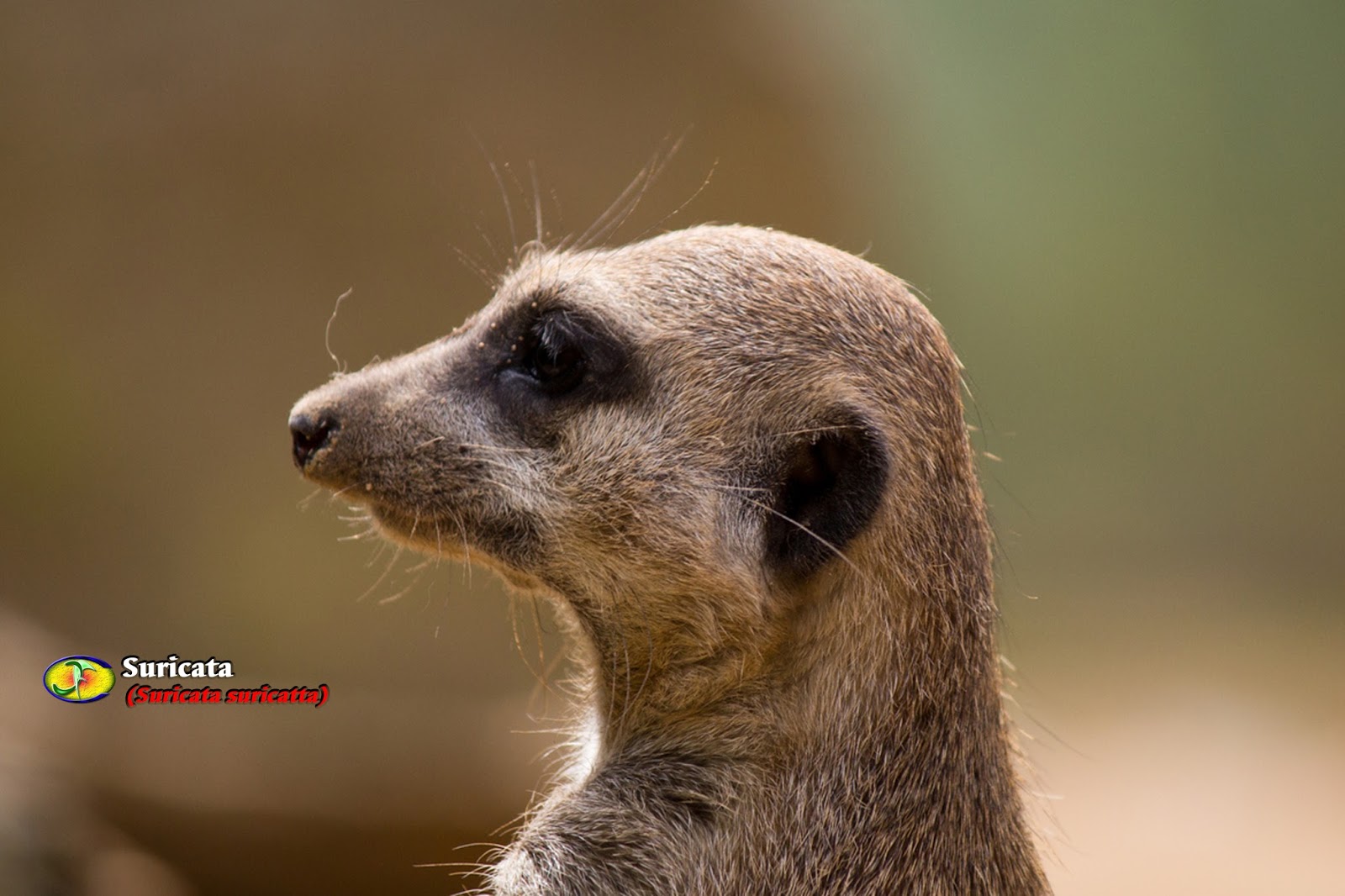 Zoologia: Suricata (Suricata suricatta)
